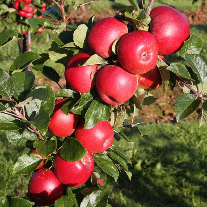 Irish Seed Savers – Irish Seed Savers, Scariff, Ireland are dedicated ...