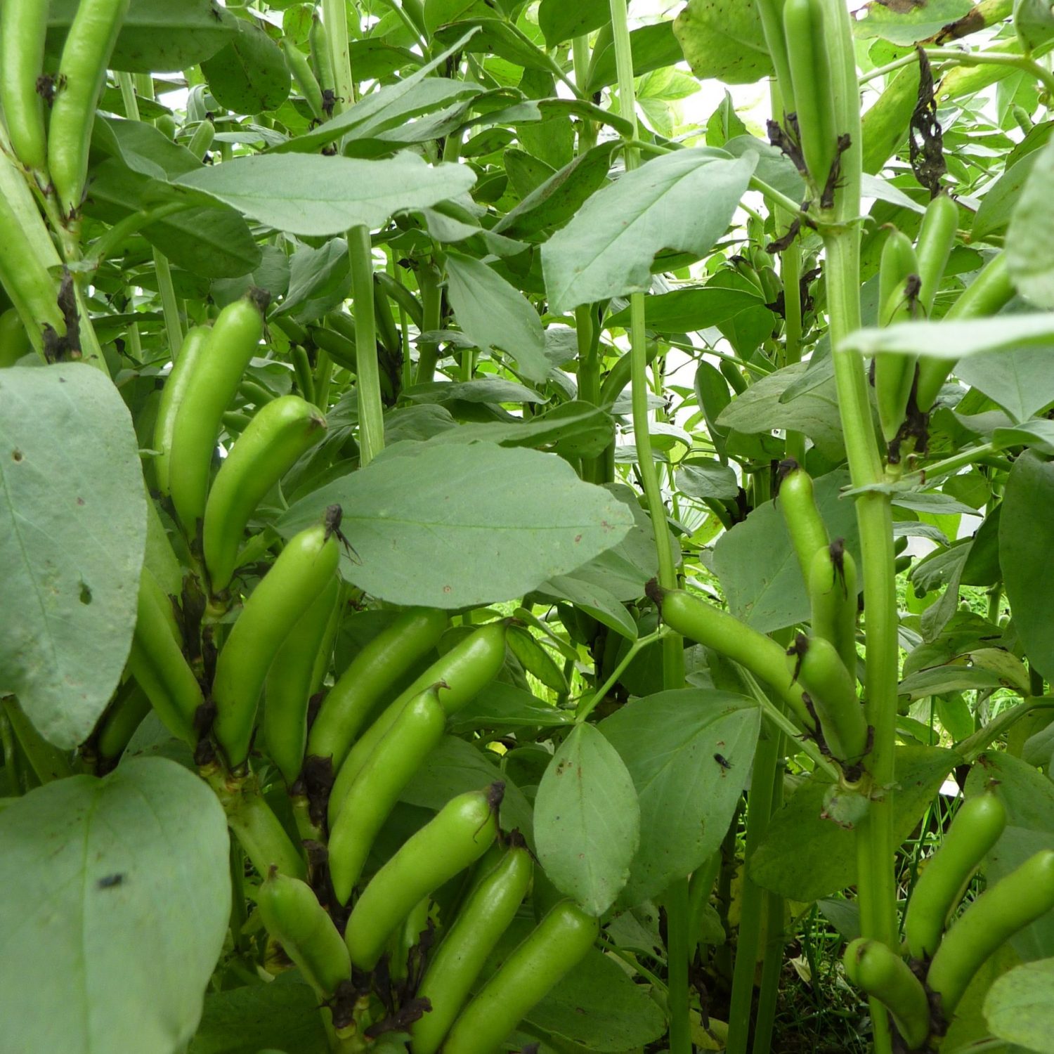 Broad Bean, Martock – Irish Seed Savers