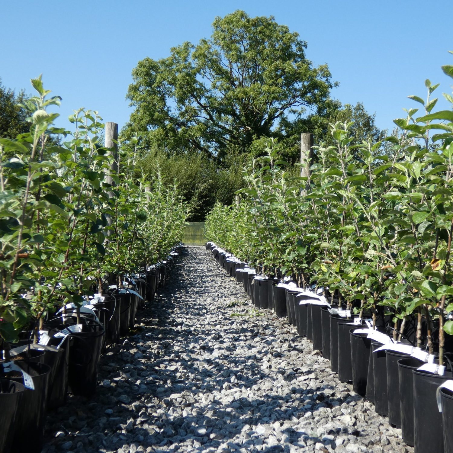 Irish Seed Savers – Irish Seed Savers, Scariff, Ireland are dedicated ...